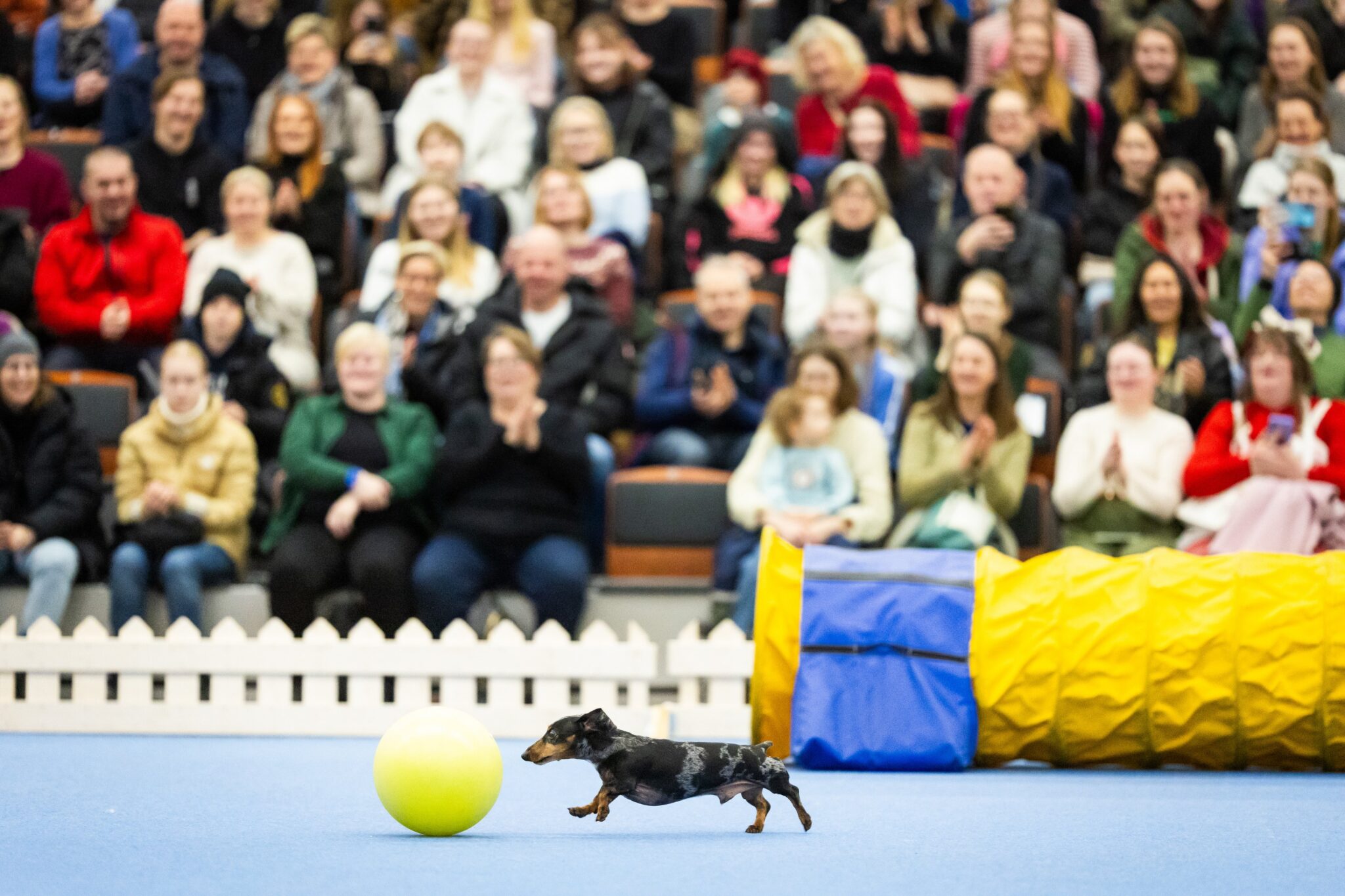 Full programme of the event is published! | World Dog Show 2025